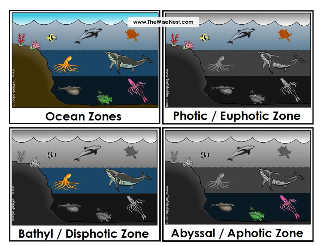 What Are The 7 Ocean Zones - Design Talk